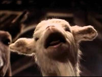 Goats | Muppet Wiki | Fandom