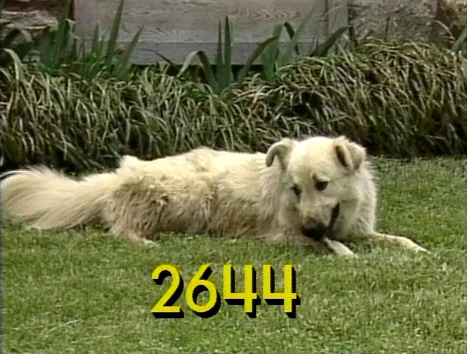 Episode 2644 | Muppet Wiki | Fandom