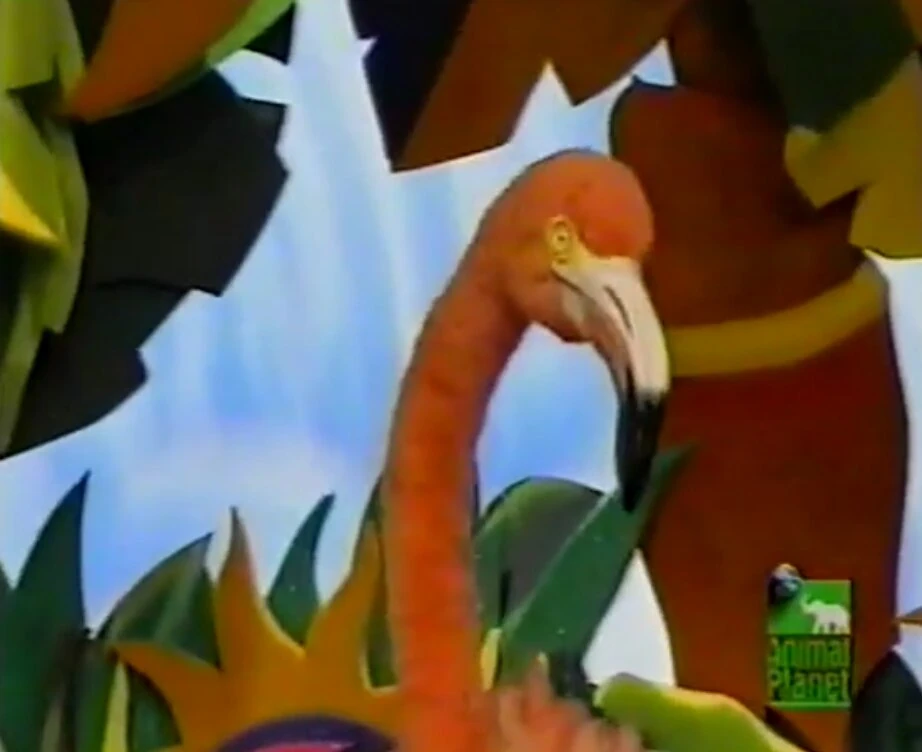 Julie the Flamingo | Muppet Wiki | Fandom