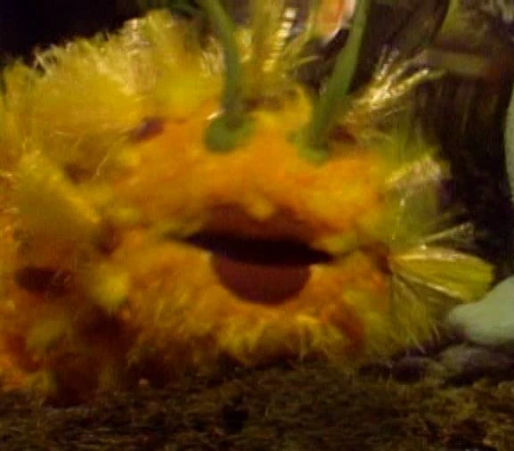 Purple Sproingers | Muppet Wiki | Fandom