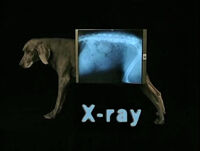 X-rays | Muppet Wiki | Fandom