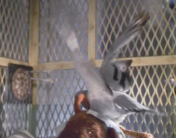 Gladys | Muppet Wiki | Fandom