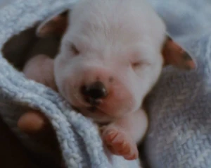 101 Dalmatians | Muppet Wiki | Fandom