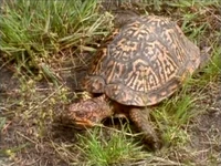 Sesame Street Animal Films | Muppet Wiki | Fandom