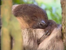 Sloth Sleepy | Muppet Wiki | Fandom