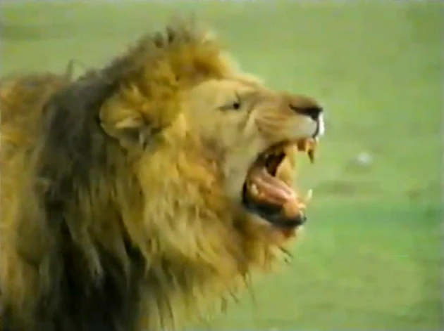 Teeth (song) | Muppet Wiki | Fandom