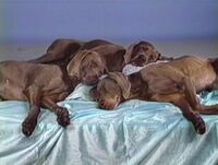 Fay Ray | Muppet Wiki | Fandom