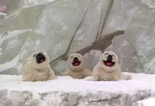 Jambalaya | Muppet Wiki | Fandom