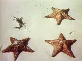 Sea stars | Muppet Wiki | Fandom