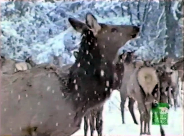 Snow (Animal Show song) | Muppet Wiki | Fandom