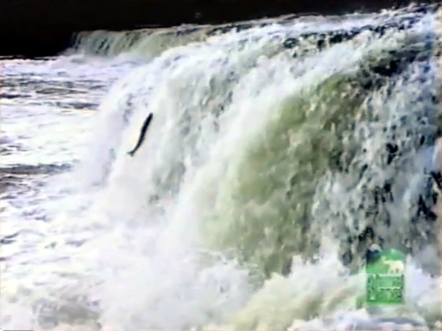 Swimming Against the Tide | Muppet Wiki | Fandom