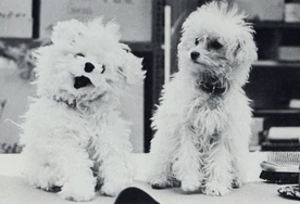 Switching live animal and puppet | Muppet Wiki | Fandom