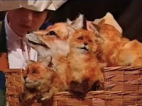 Foxes | Muppet Wiki | Fandom