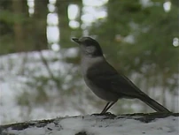 Robby Merkin | Muppet Wiki | Fandom