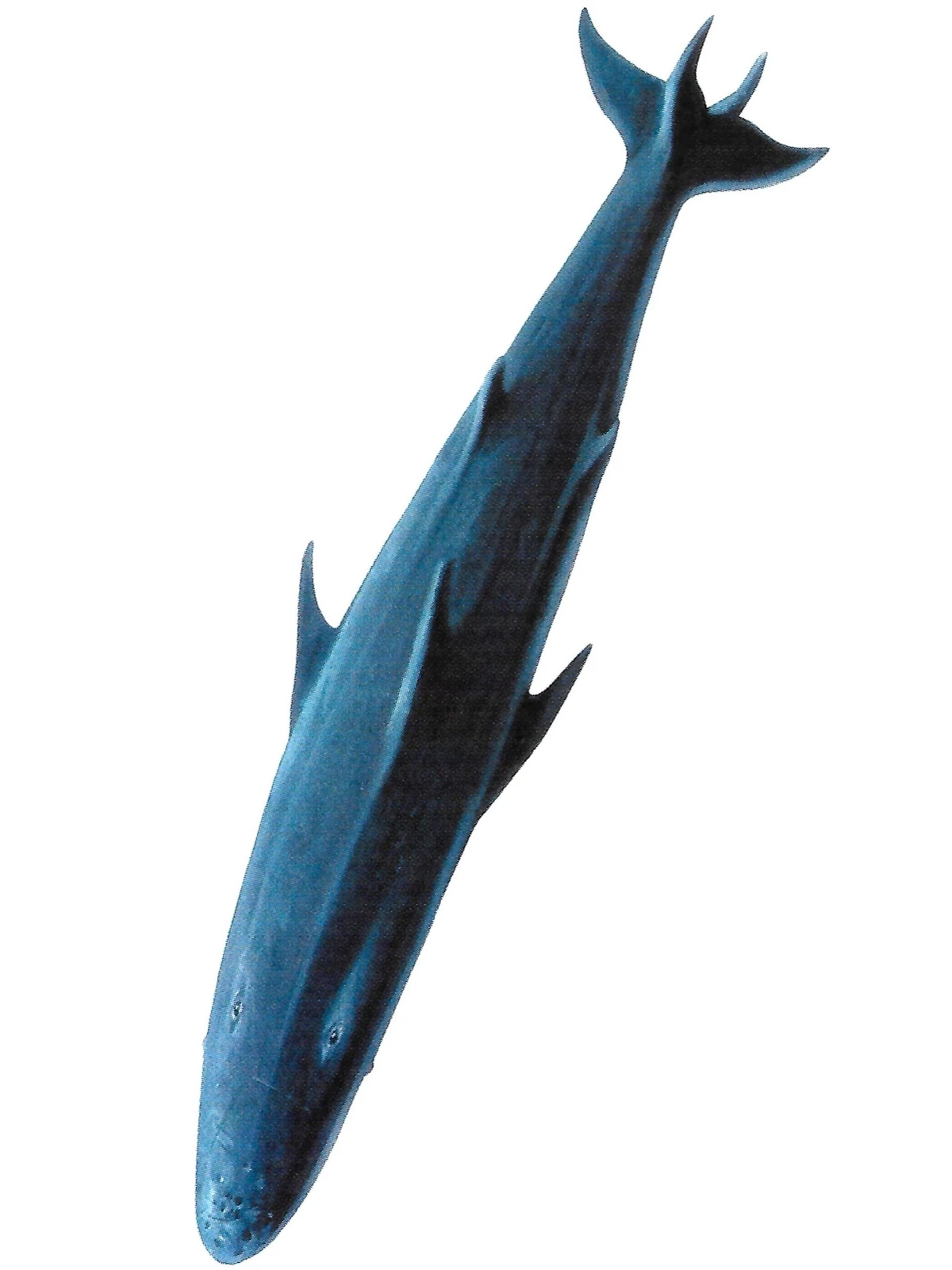 Kurav Wind Whales | Muppet Wiki | Fandom