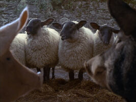 Sheep | Muppet Wiki | Fandom