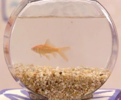 Elmo's family | Muppet Wiki | Fandom