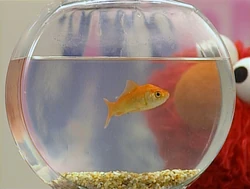 Elmo's World: Water | Muppet Wiki | Fandom