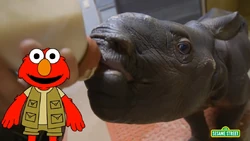 Elmo at the Zoo (web series) | Muppet Wiki | Fandom