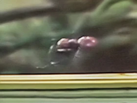 Ant (Muppet Show) | Muppet Wiki | Fandom