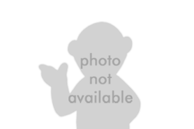 Uncle Louie | Muppet Wiki | Fandom