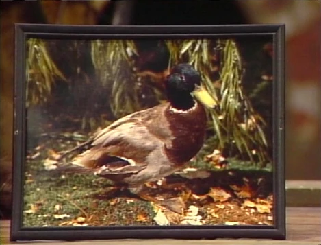 Henry David Thoreau | Muppet Wiki | Fandom