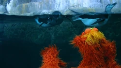 Episode 4179 | Muppet Wiki | Fandom