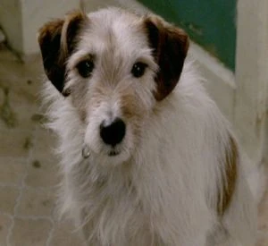 Mickey the Dog | Muppet Wiki | Fandom