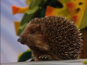 Hetty the Hedgehog | Muppet Wiki | Fandom