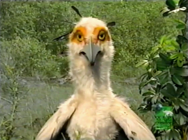 Kyle the Secretary Bird | Muppet Wiki | Fandom