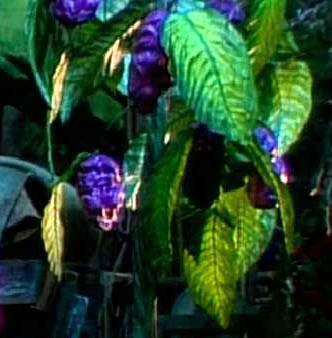 Greaseberry plants | Muppet Wiki | Fandom