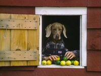 40 | Muppet Wiki | Fandom