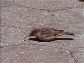 Country in the City | Muppet Wiki | Fandom