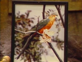 Big Bird's family | Muppet Wiki | Fandom