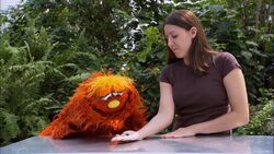 Episode 4201 | Muppet Wiki | Fandom