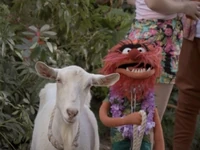 Live animals in Muppet productions | Muppet Wiki | Fandom