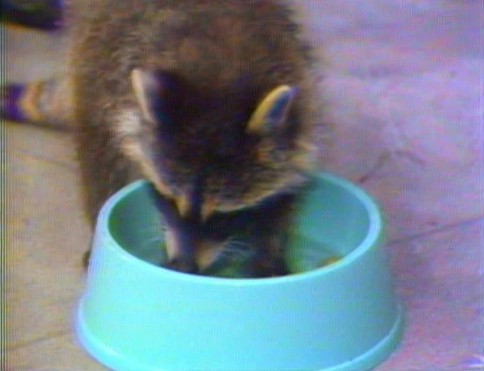 Observing animals | Muppet Wiki | Fandom