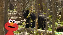 Animal Dance | Muppet Wiki | Fandom