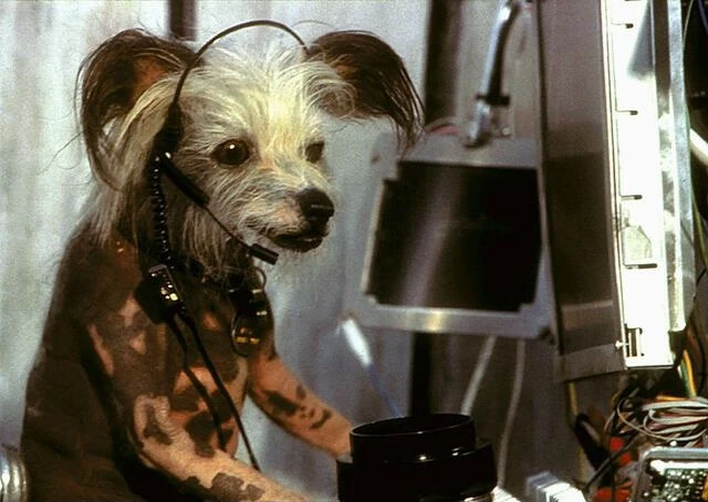 Peek | Muppet Wiki | Fandom