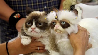 Switching live animal and puppet | Muppet Wiki | Fandom