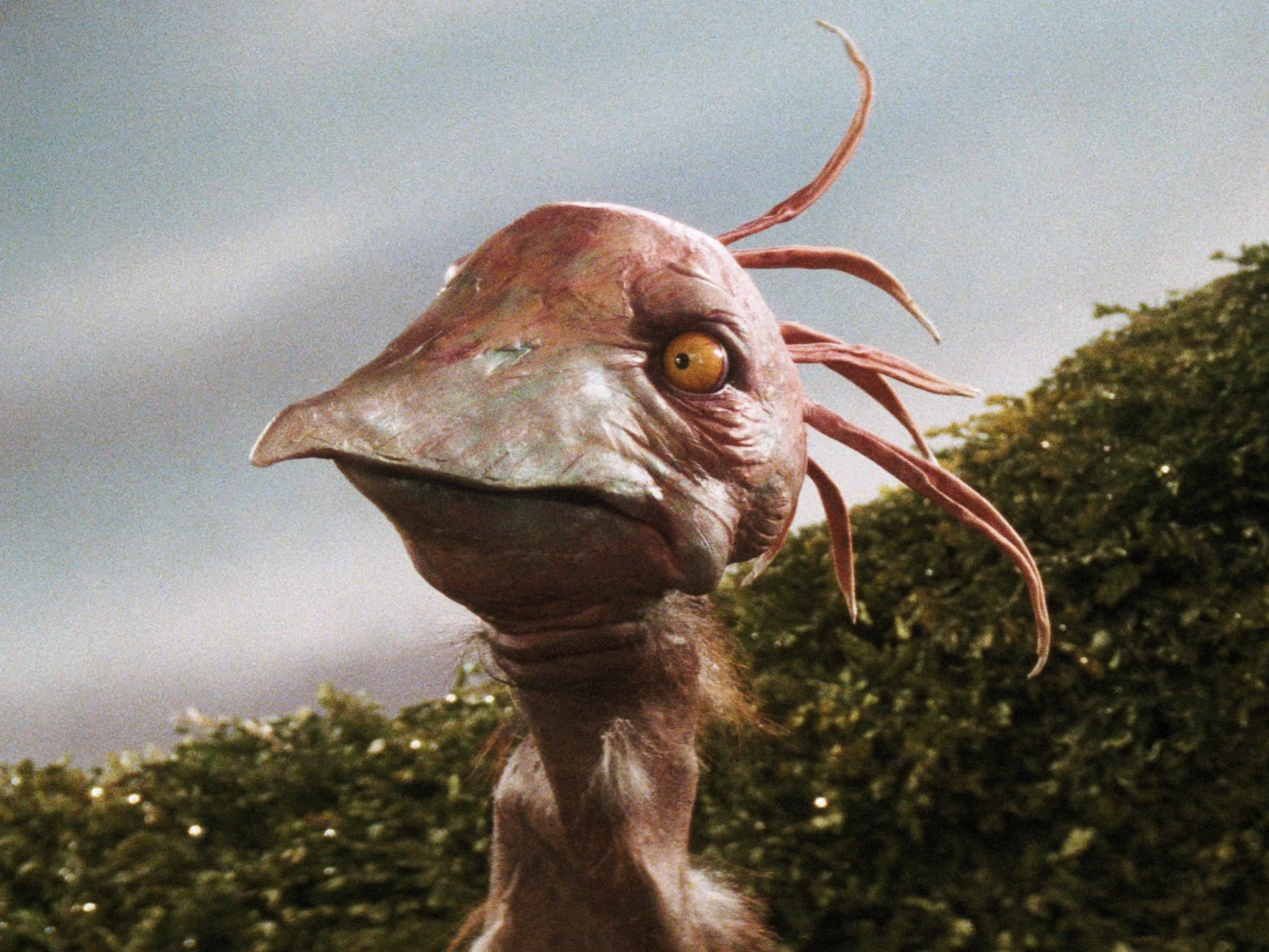 The Hat | Muppet Wiki | Fandom