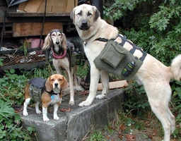 Noah | Muppet Wiki | Fandom