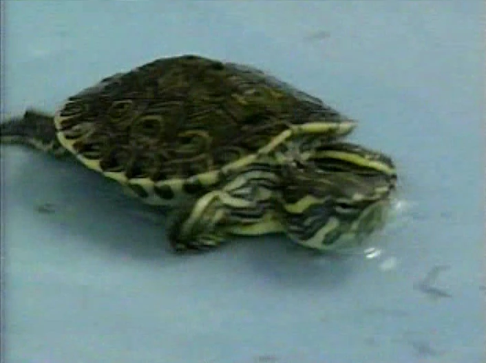 Las Tortugas | Muppet Wiki | Fandom