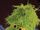 Hortense (monster)