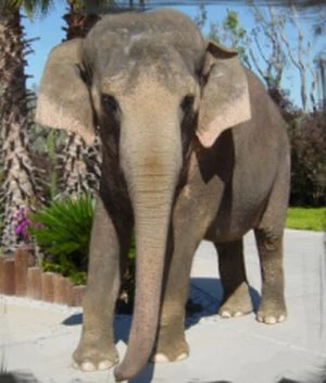 Tai | Muppet Wiki | Fandom