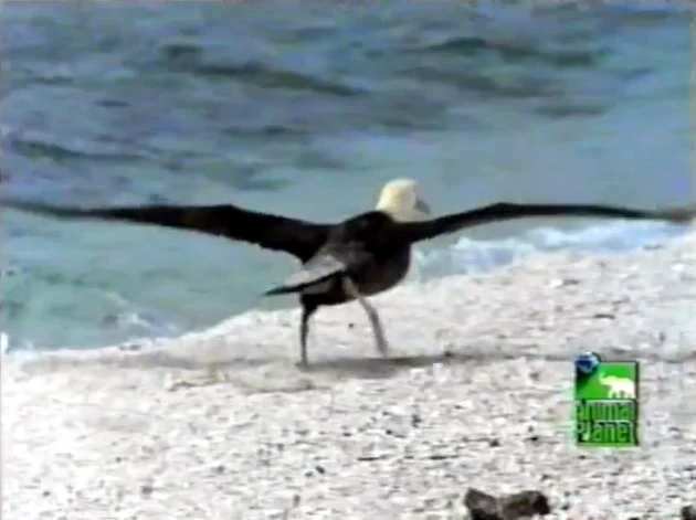 Beat Your Wings and Fly | Muppet Wiki | Fandom