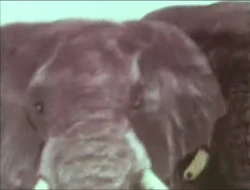 Southern Bread | Muppet Wiki | Fandom