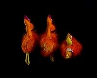 The World of Puppetry with Philipe Genty | Muppet Wiki | Fandom