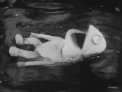 Muppets in water | Muppet Wiki | Fandom