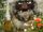 Doglion